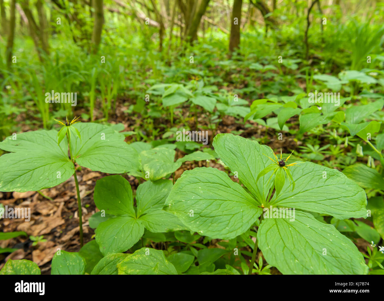 Detail of true lover's knot (Paris quadrifolia) in a deciduous forest ...