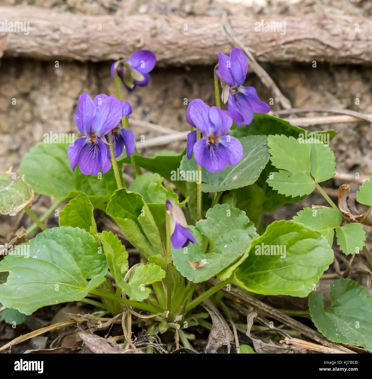 Closeup of violets (Viola odorata) in a deciduous forest in springtime ...