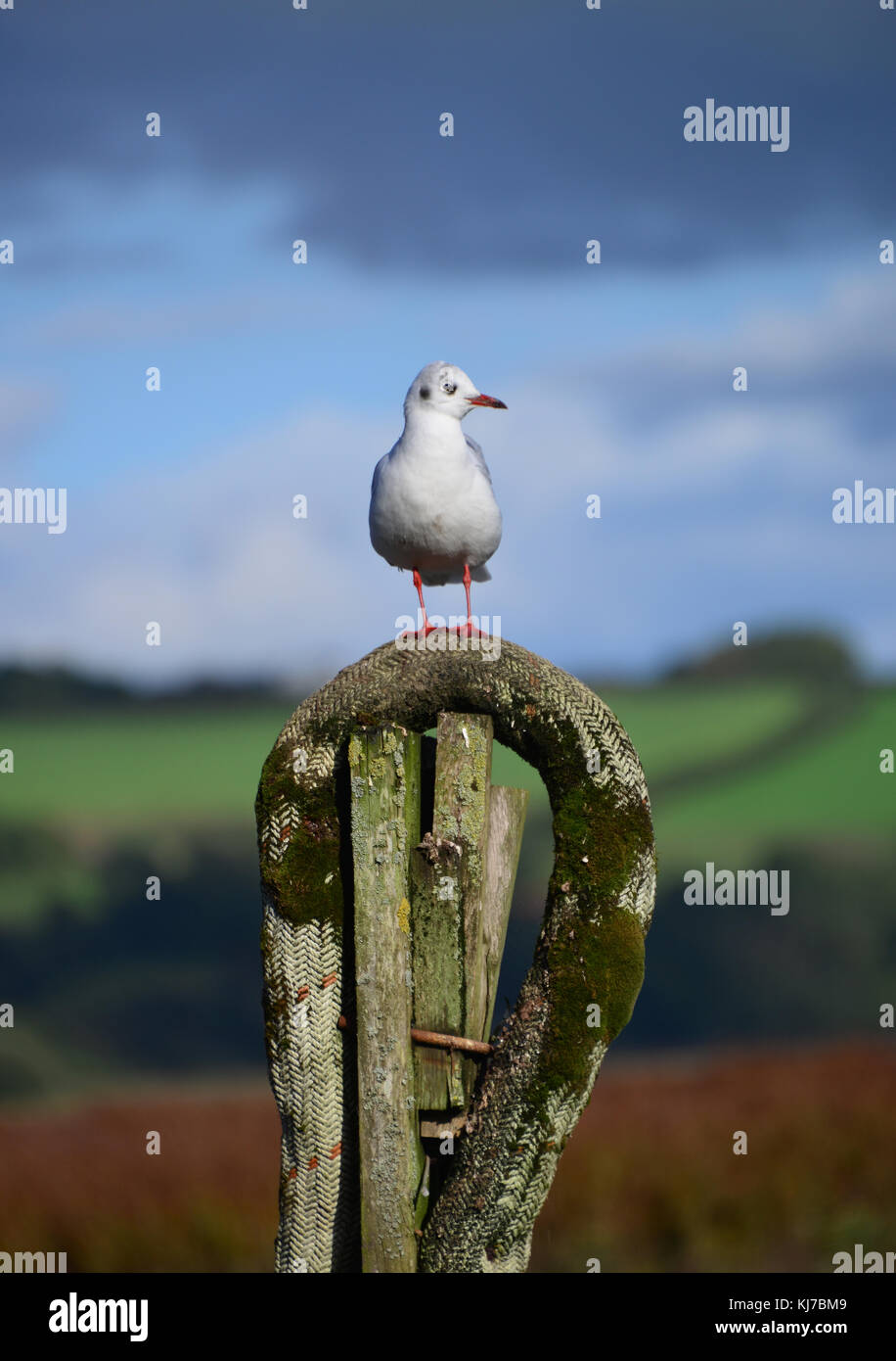 The gull family hi-res stock photography and images - Alamy