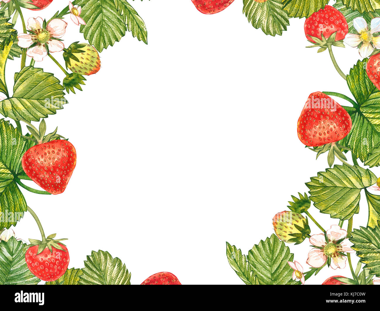 Horizontal banners with ripe red berry strawberry on white background ...
