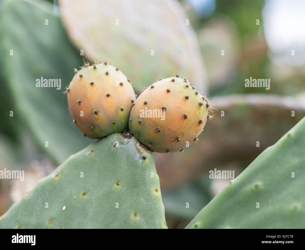 Prickly pear or opuntia plant close -up Stock Photo - Alamy