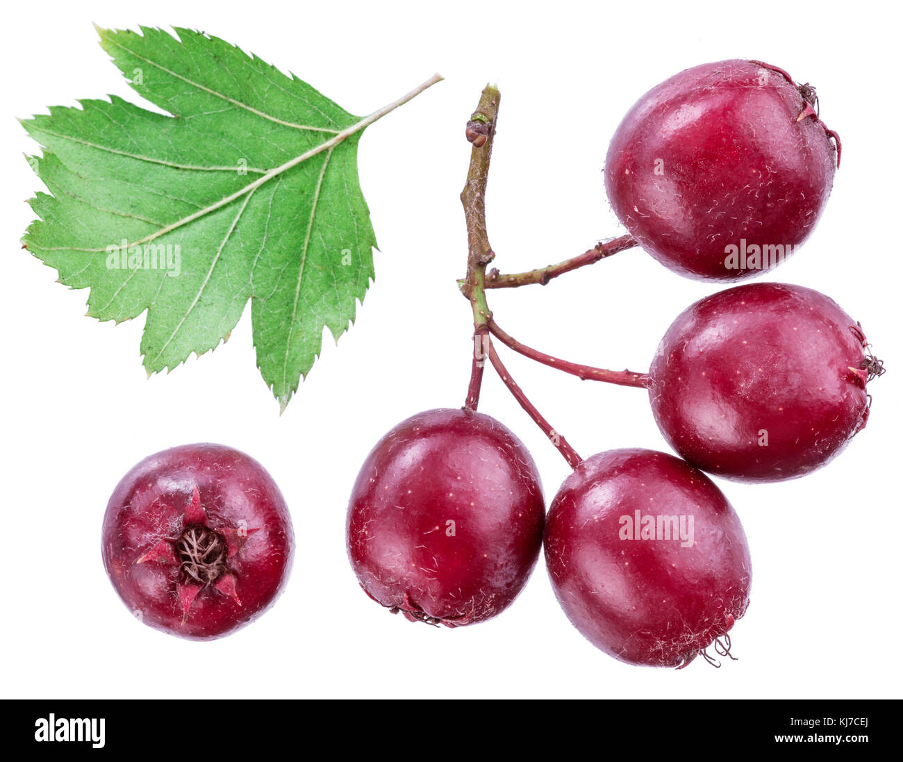 Hawthorn leaf hi-res stock photography and images - Alamy