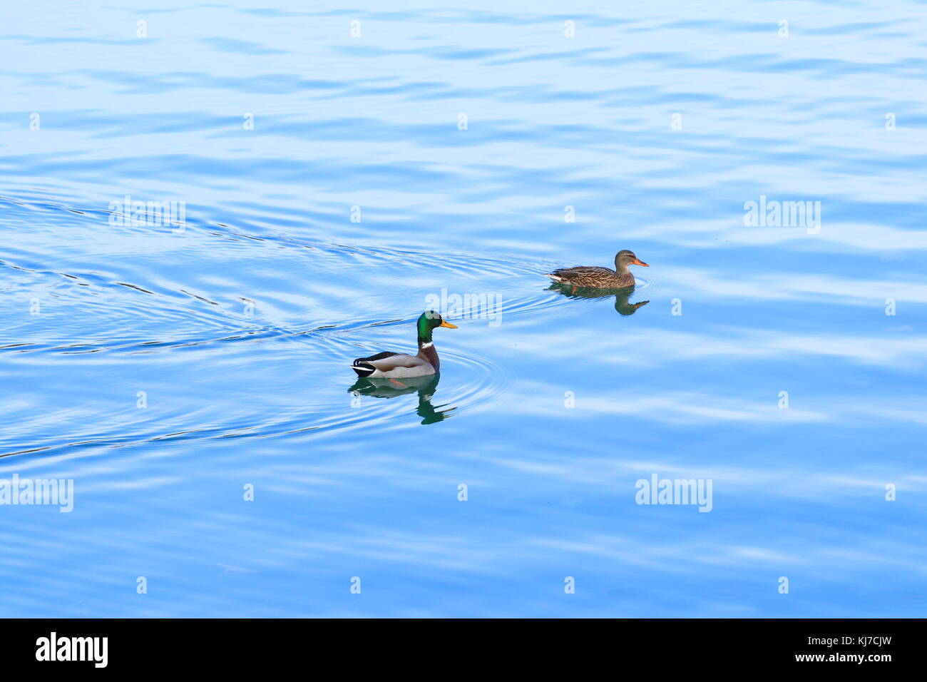 Wild ducks on the lake Stock Photo - Alamy