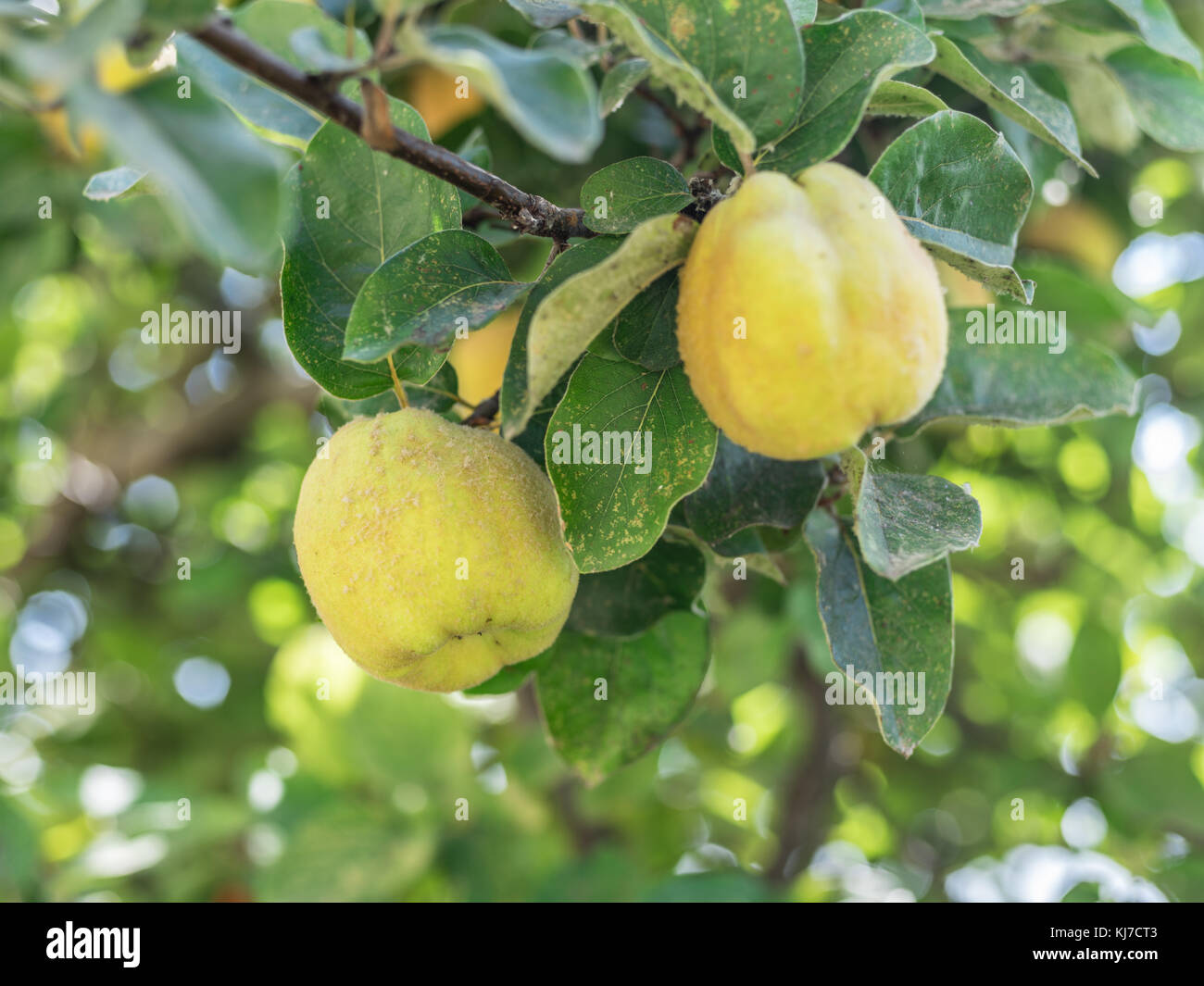 Quince with green leaves hi-res stock photography and images - Alamy