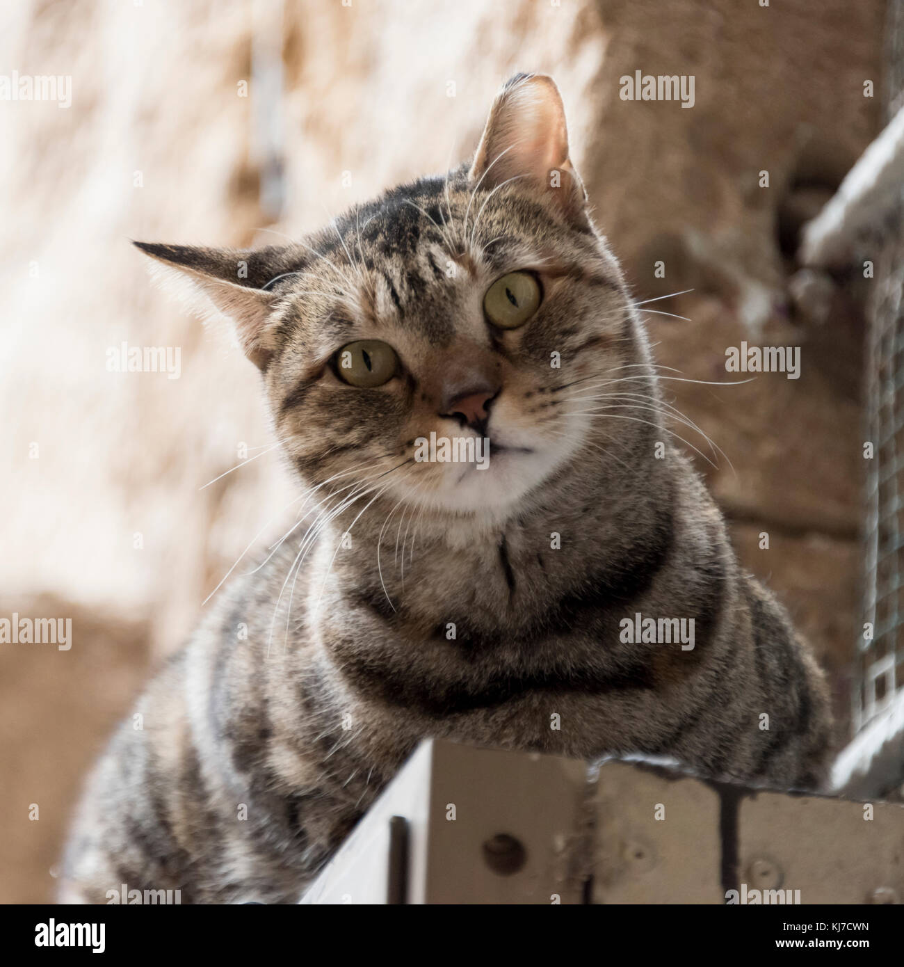Tel aviv cat hi-res stock photography and images - Alamy