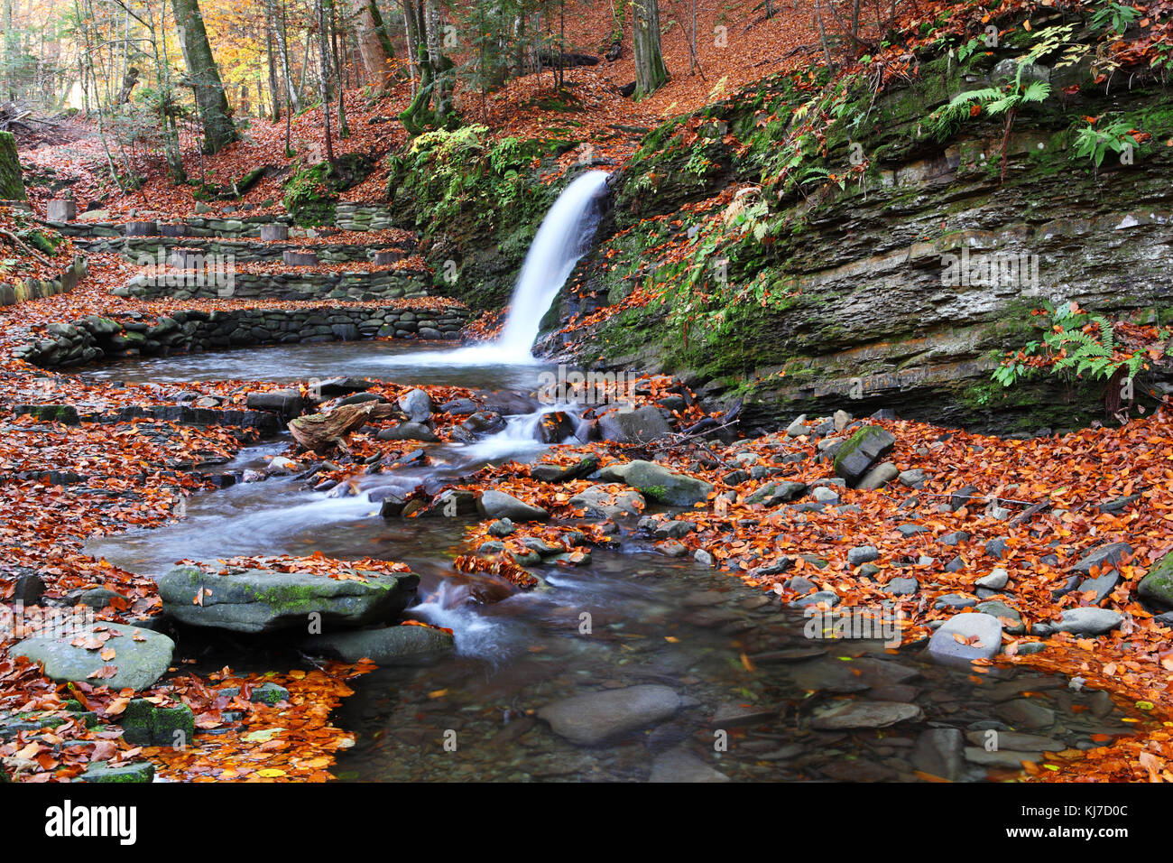 Waterfall in the autumn beech forest in the mountains Stock Photo - Alamy