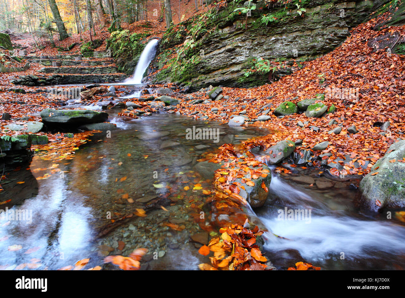 Waterfall in the autumn beech forest in the mountains Stock Photo - Alamy
