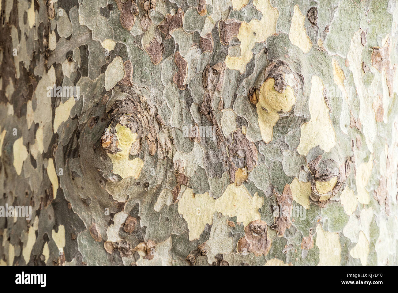 Platanus trees. Scaly and shaped patches on the trunk Stock Photo - Alamy
