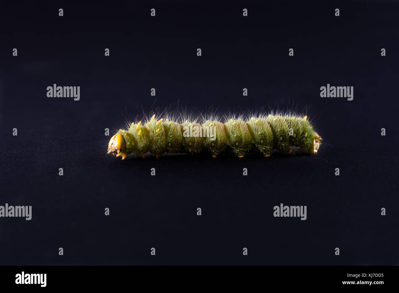 Imperial moth caterpillar with shallow depth of field/ Isolated Green ...