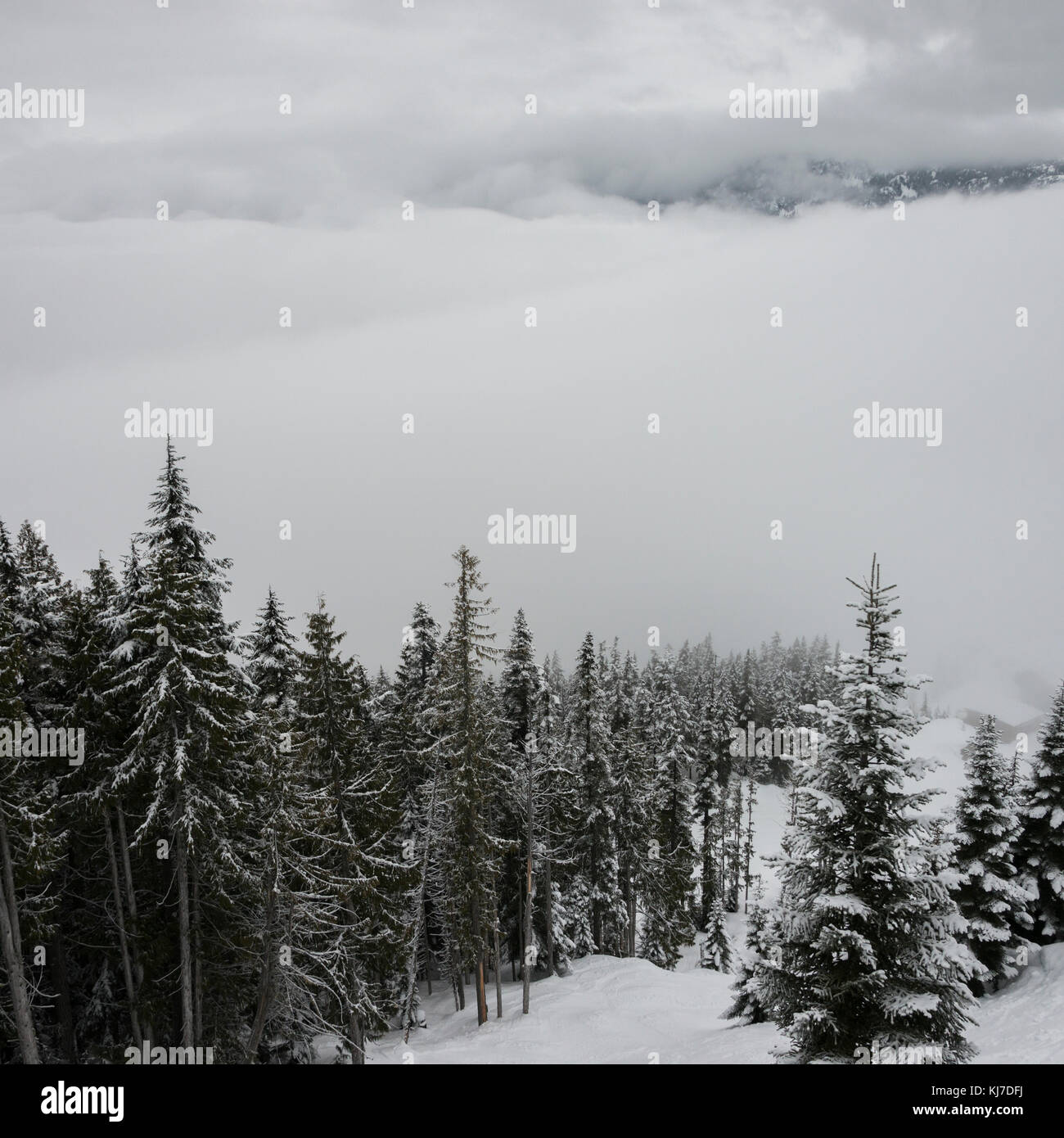 Snow covered evergreen trees on mountain,Whistler,British Columbia ...
