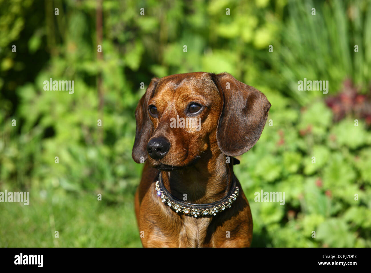 Miniature Short Haired Dachshund High Resolution Stock Photography and ...