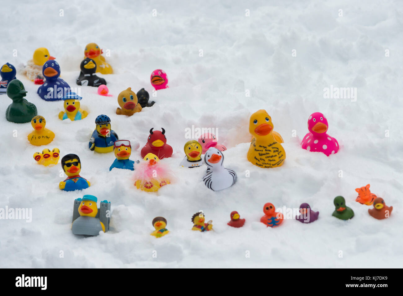 Assorted sized rubber ducks on snow,Whistler,British Columbia,Canada ...