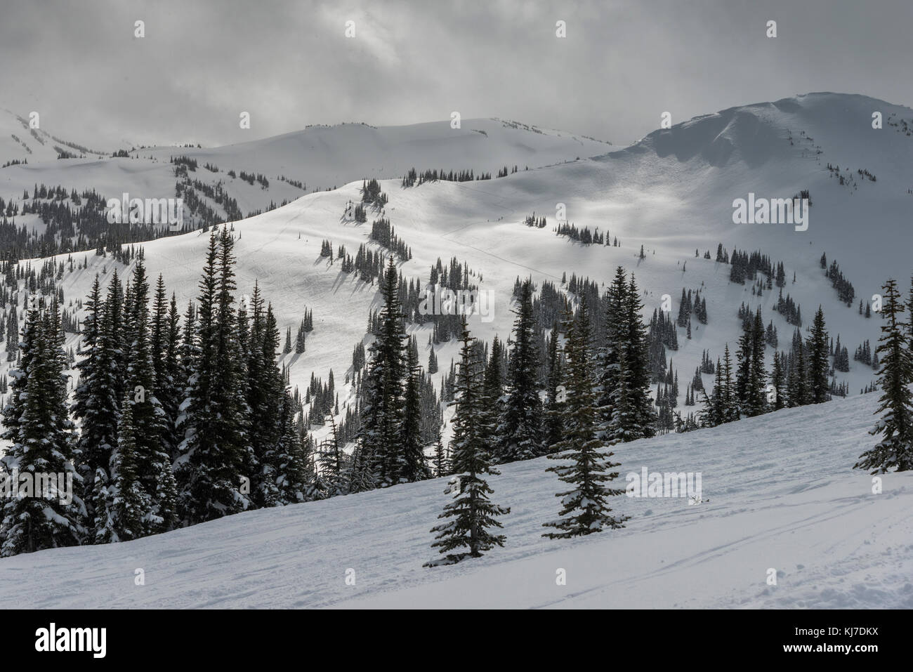 Evergreen Trees on snow covered mountain,Whistler,British Columbia ...