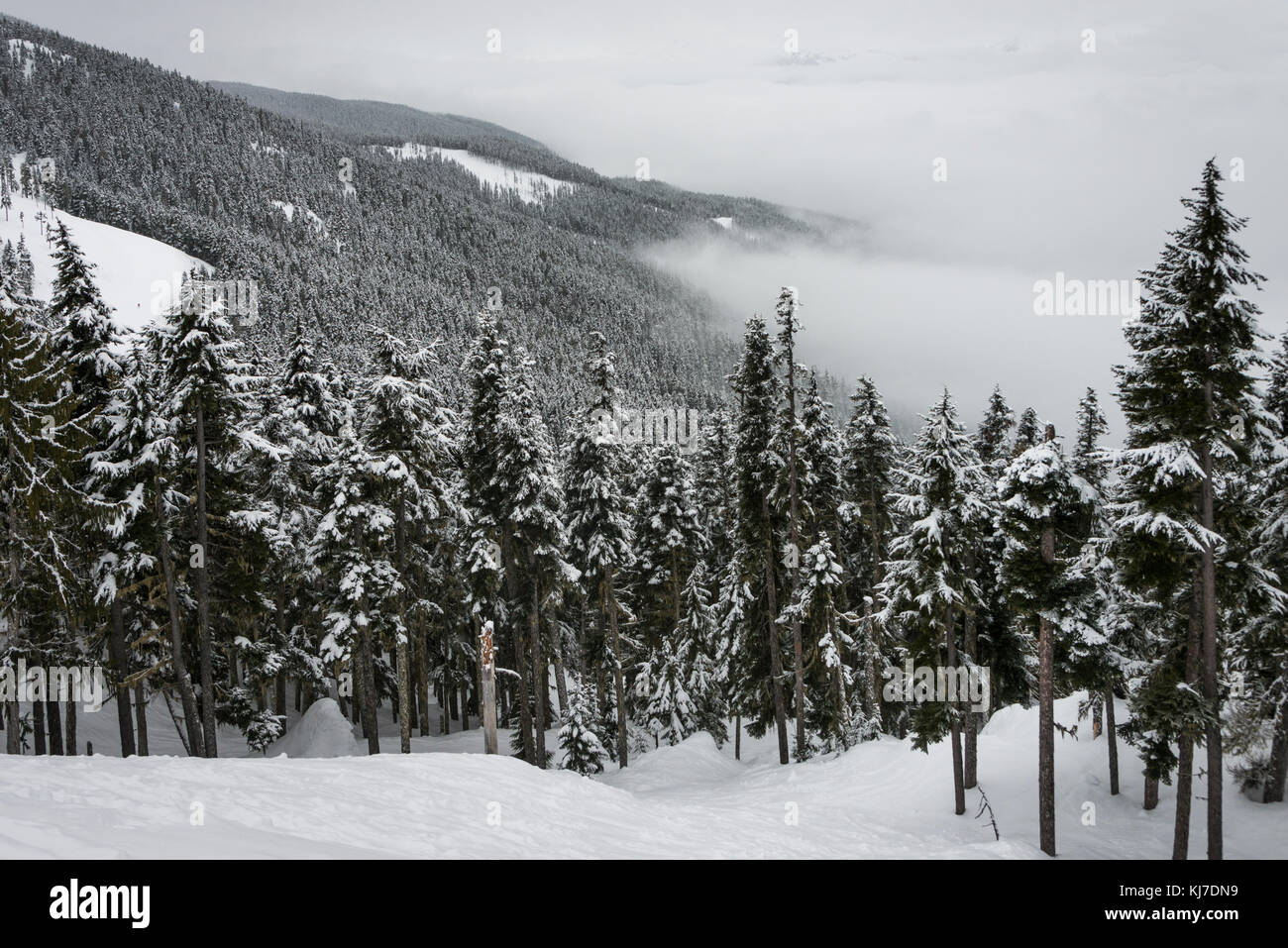 Snow covered trees on mountain,Whistler,British Columbia,Canada Stock ...
