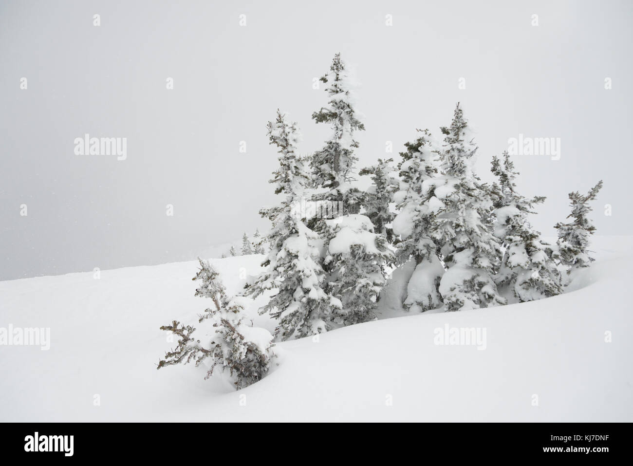 Snow covered evergreen trees on mountain,Whistler,British Columbia ...