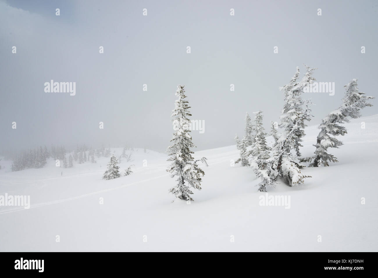 Snow covered evergreen trees on mountain,Whistler,British Columbia ...
