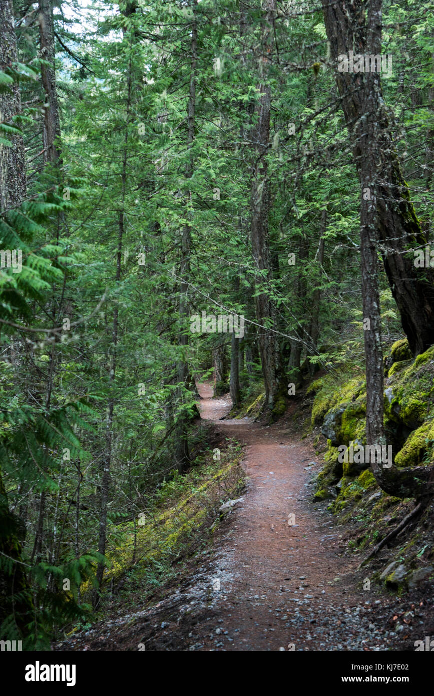 Dirt road passing through forest,Pemberton,Whistler,British Columbia ...