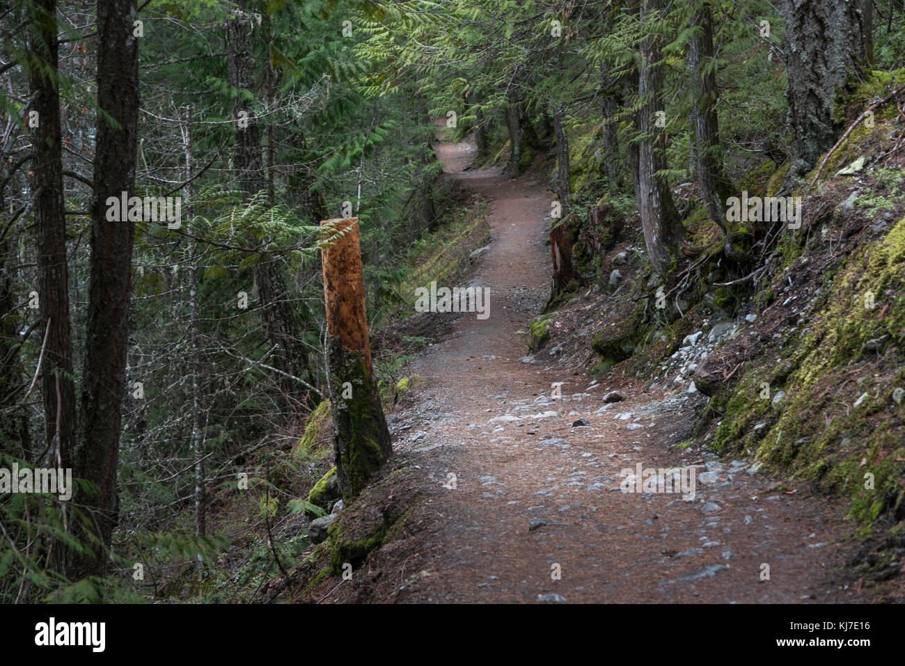 Dirt road passing through forest,Pemberton,Whistler,British Columbia ...