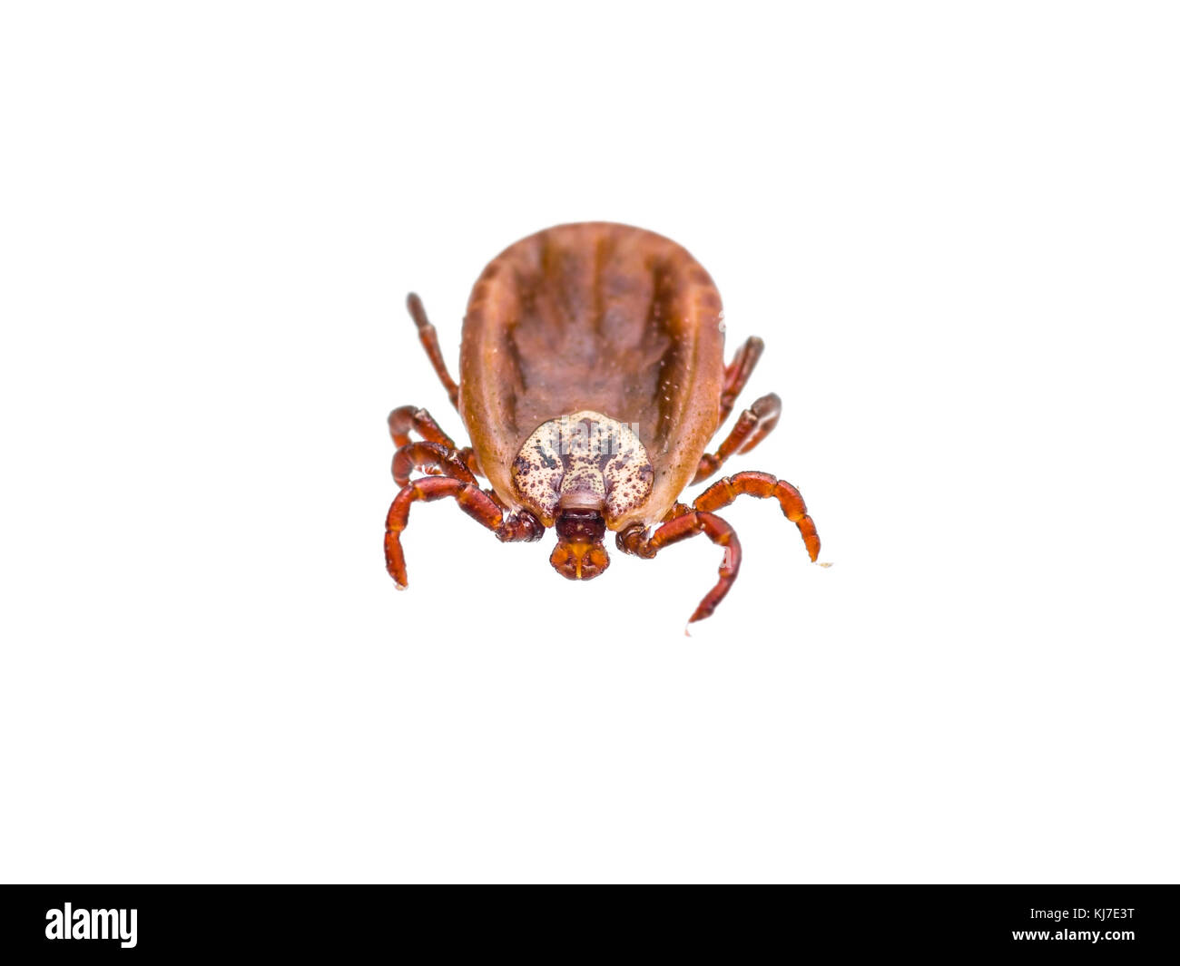 Encephalitis or Lyme Virus Infected Tick Arachnid Insect Isolated Stock ...