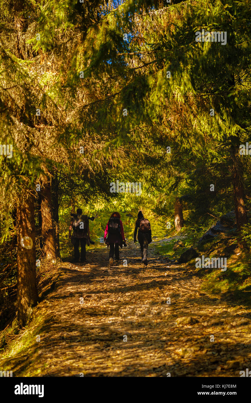 Group of tourists hiking through the forest Stock Photo - Alamy