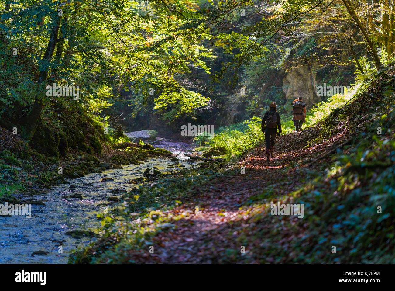 Group of tourists hiking through the forest Stock Photo - Alamy