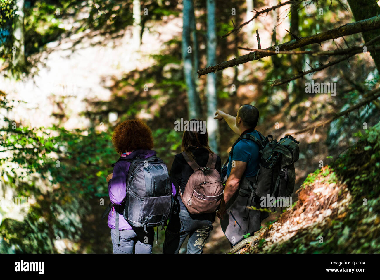 Group of tourists hiking through the forest Stock Photo - Alamy