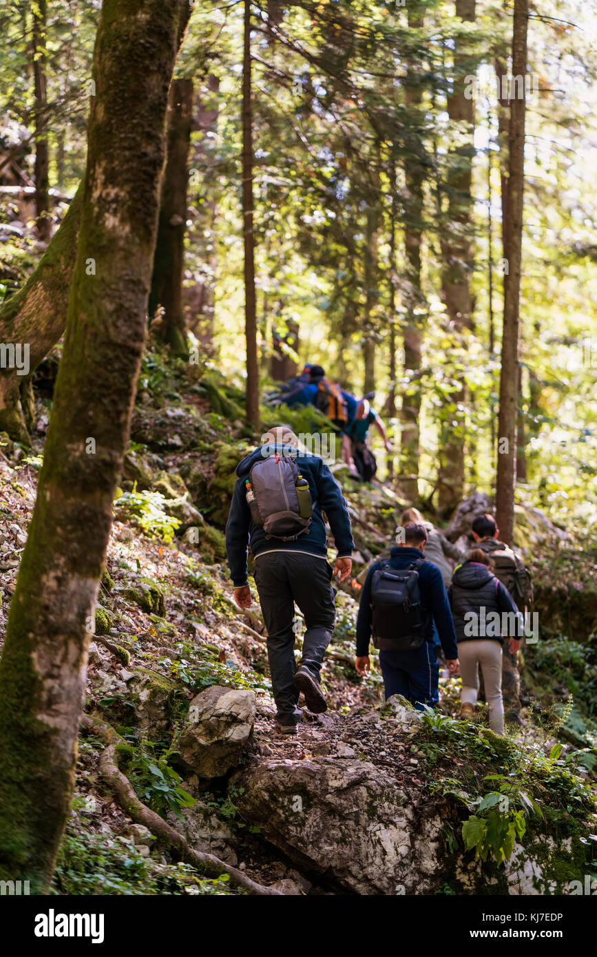 Group of tourists hiking through the forest Stock Photo - Alamy