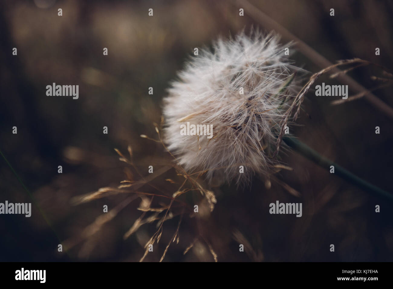 Treasure hidden in a field hi-res stock photography and images - Alamy