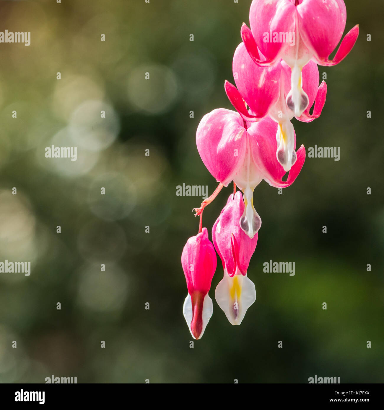 Bleeding heart plant hi-res stock photography and images - Alamy