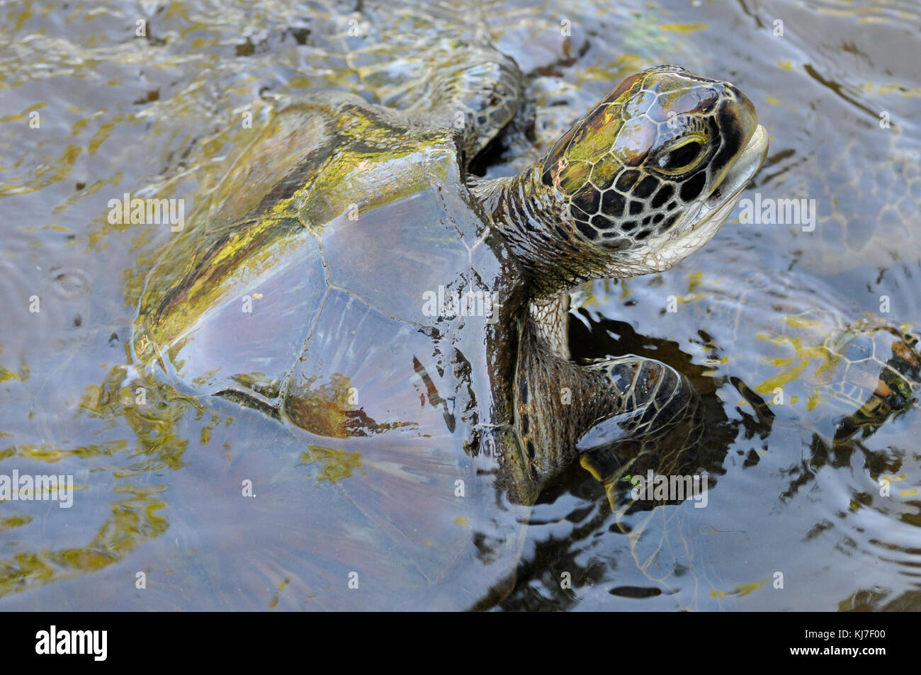 African forest turtle hi-res stock photography and images - Alamy