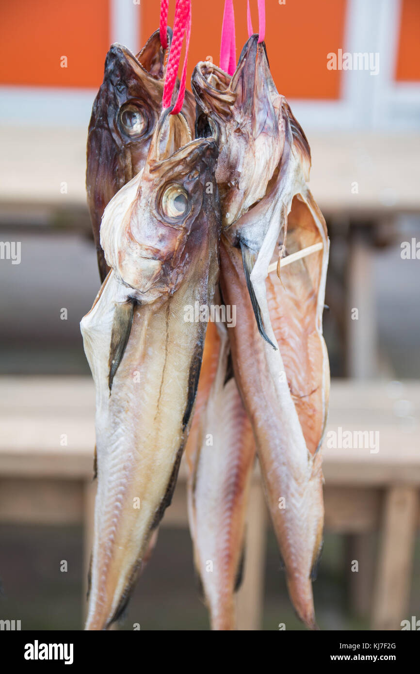 Hwangtae in Korean is the pollack dried during winter season Stock ...