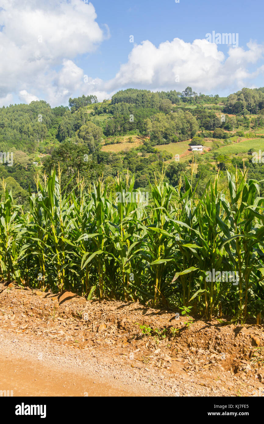 Farm in Valley and mountains in Nova Petropolis, Rio Grande do Sul ...