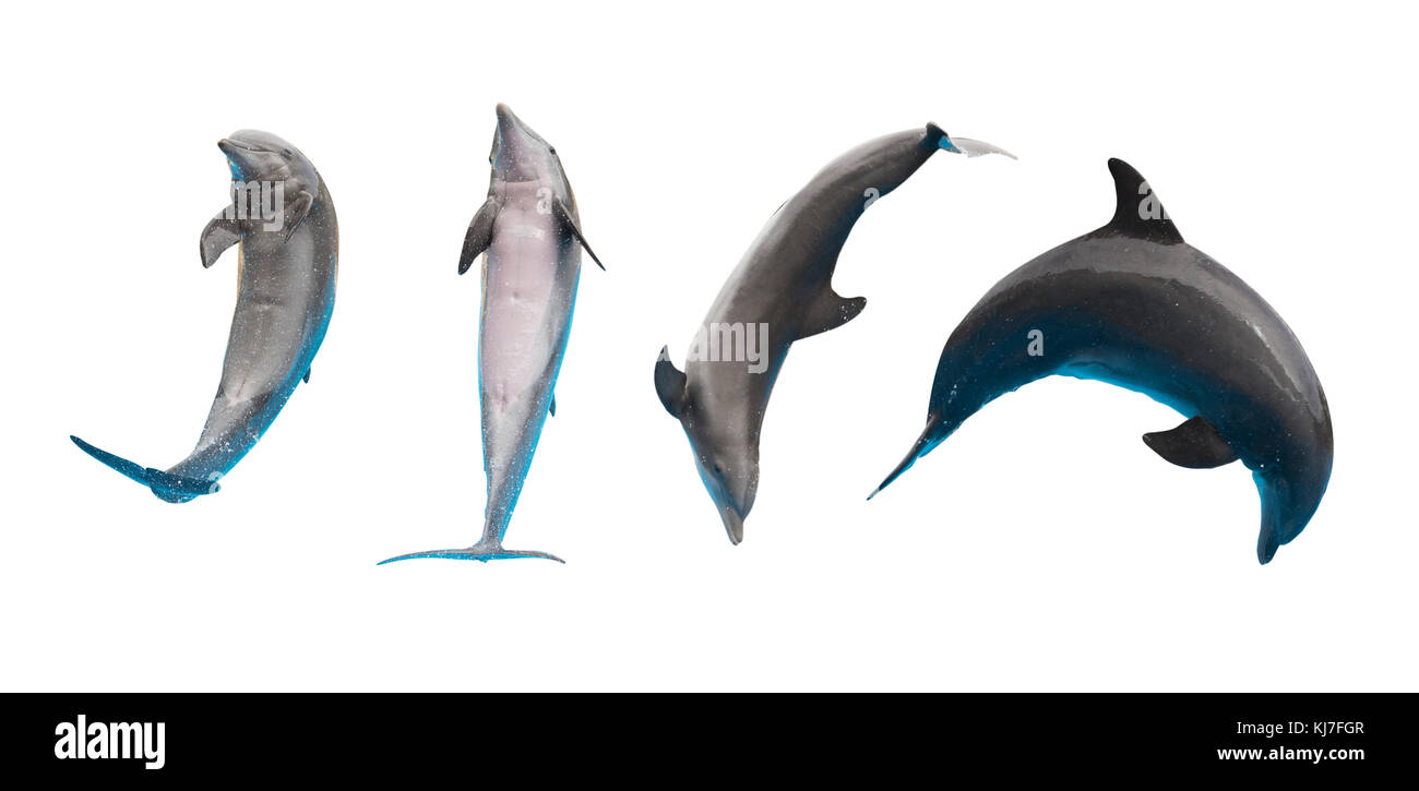 Row of jumping and leaping dolphins isolated on white background Stock ...