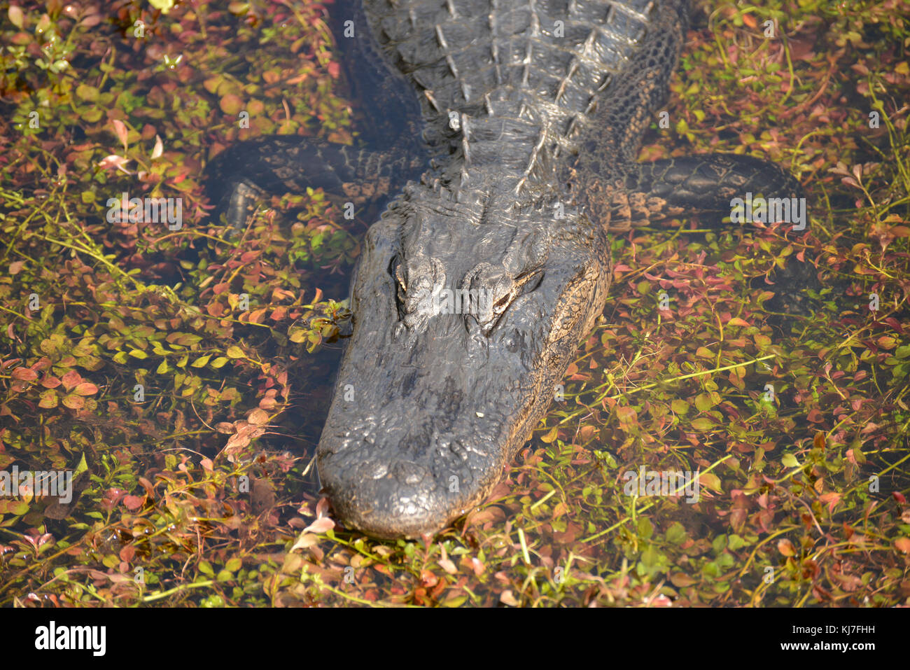 Large American Crocodile in the Everglades, Florida Stock Photo - Alamy