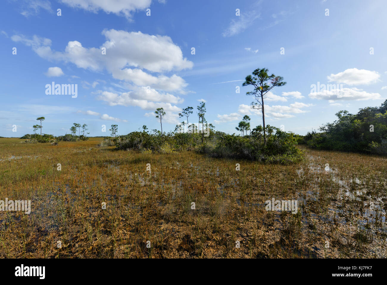 Scenic landscape in the Florida Everglades National Park during the ...