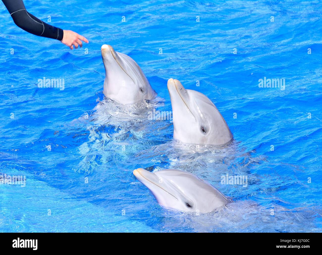 Beautiful three dolphins in bright blue water performing trick Stock ...