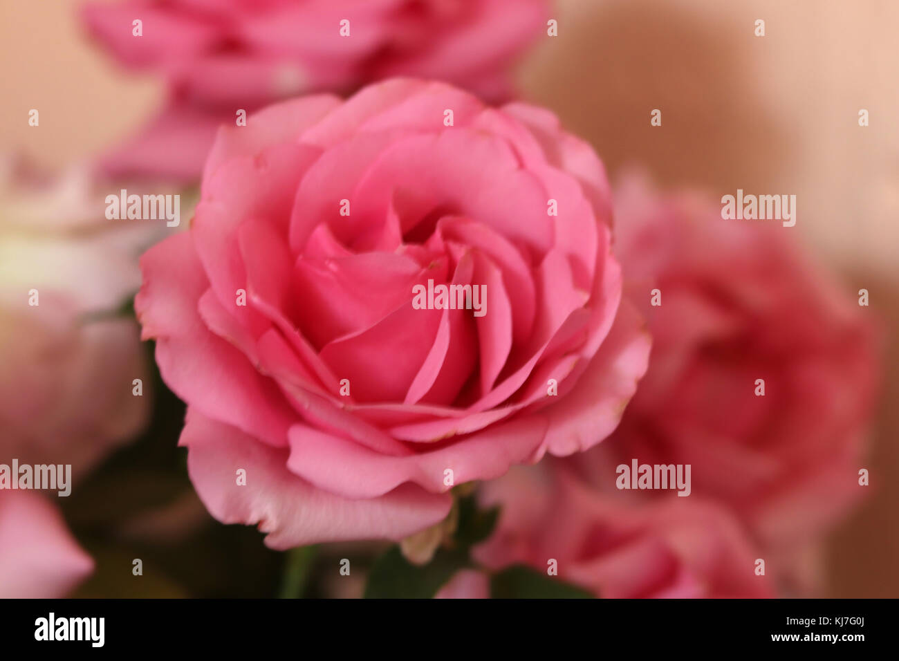 Gif rose hi-res stock photography and images - Alamy