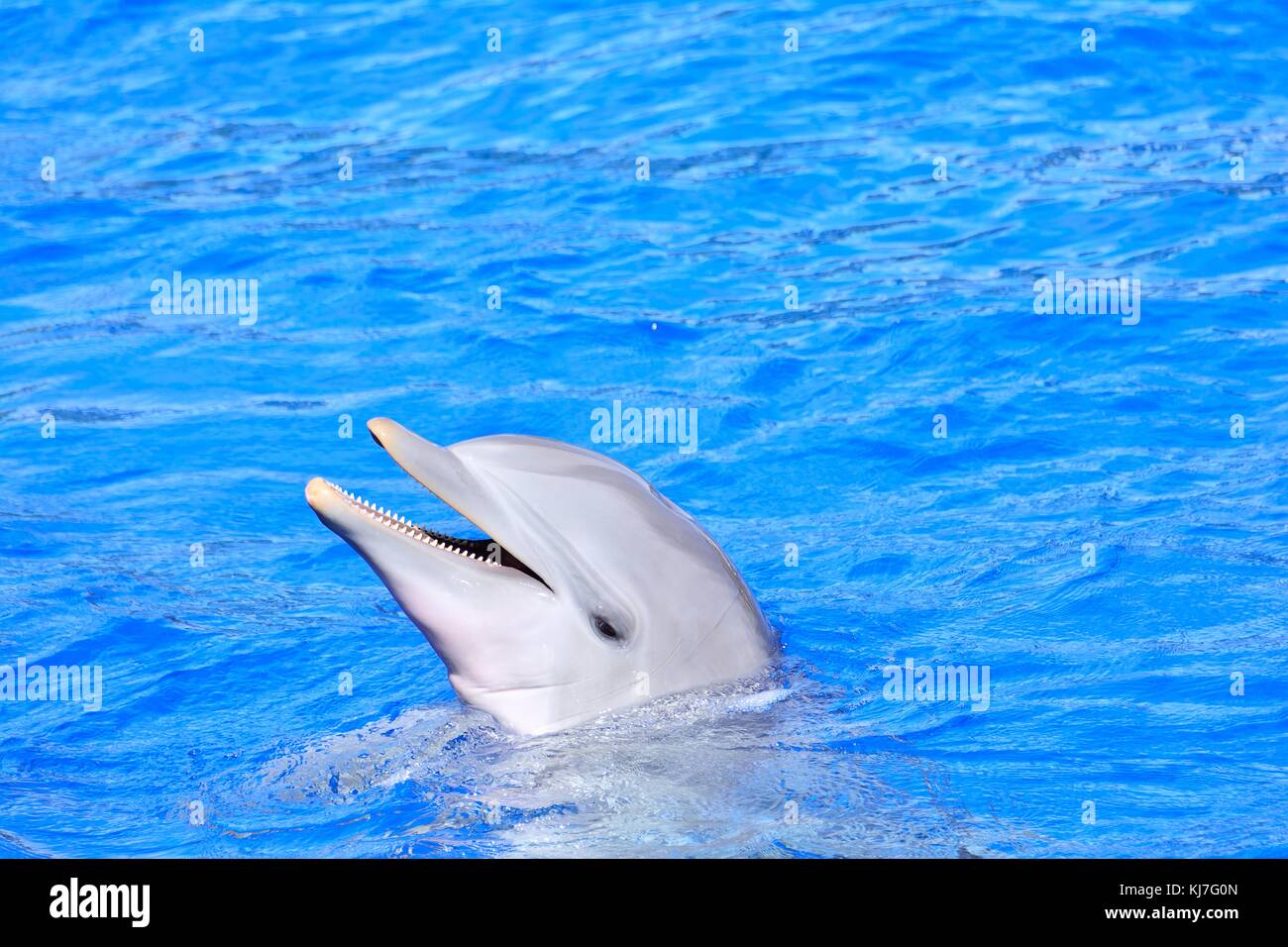 Beautiful dolphin in bright blue water Stock Photo - Alamy