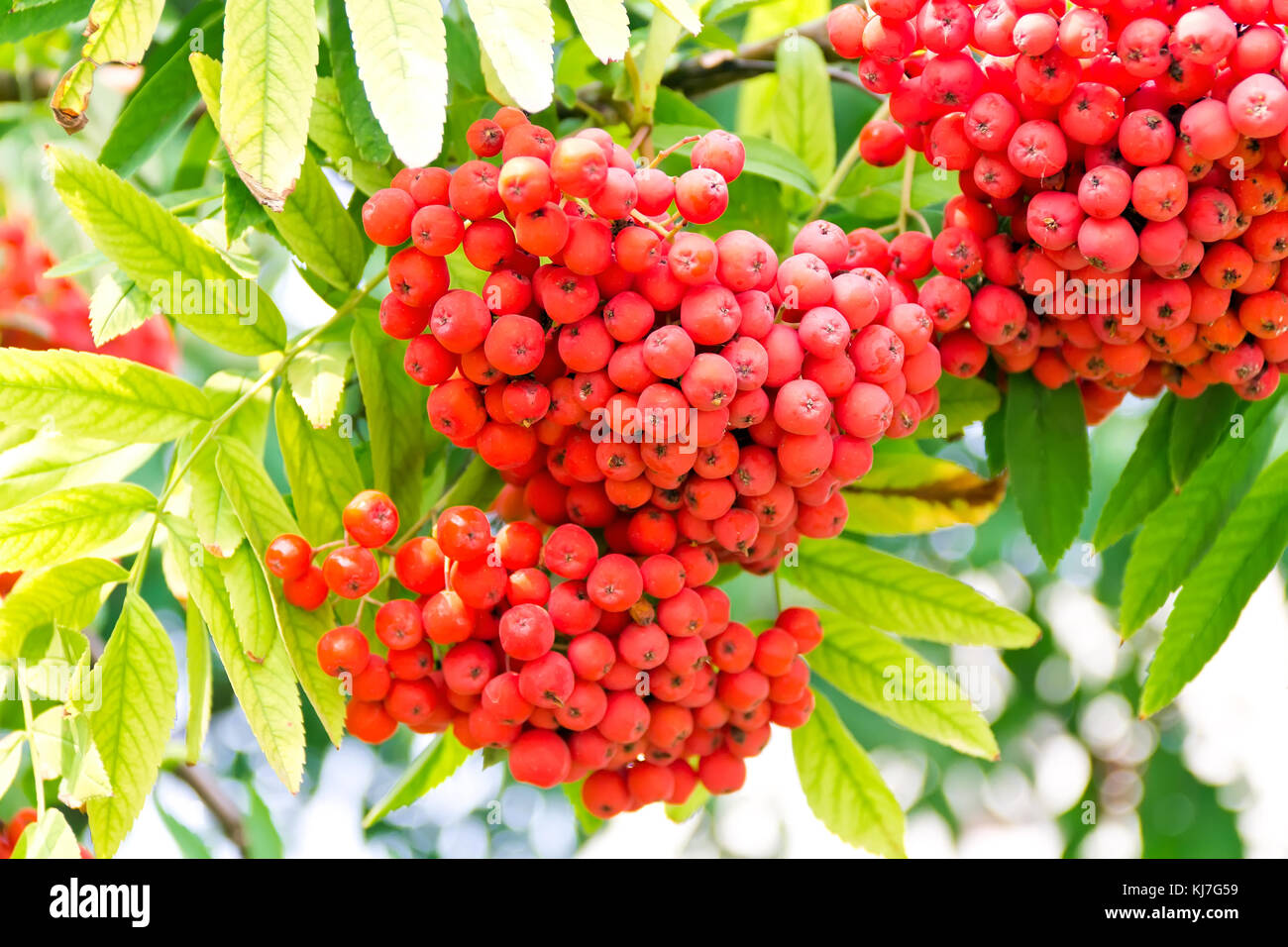 Photo of the red ripe rowanberry branch Stock Photo - Alamy