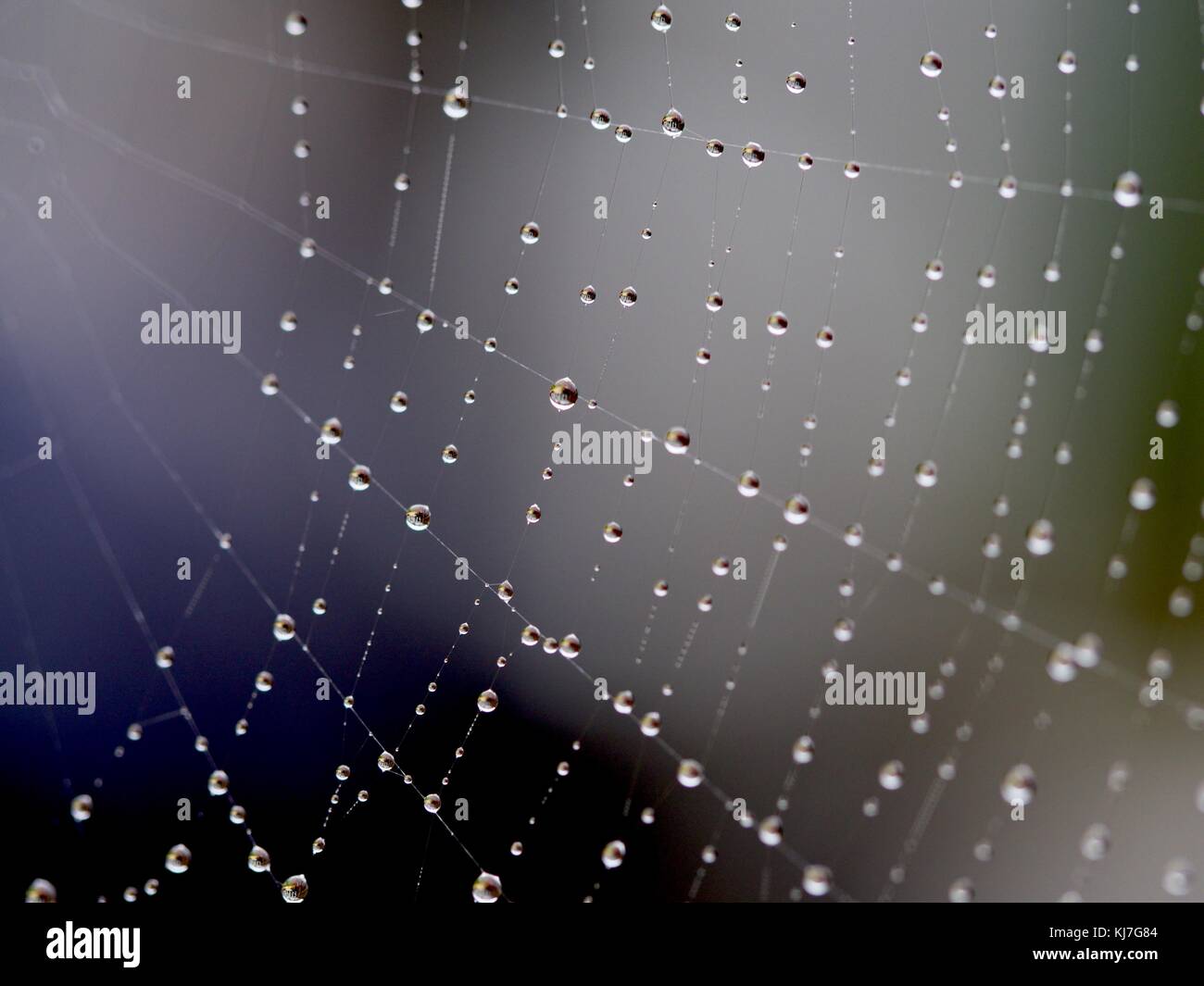 Web with water Stock Photo - Alamy