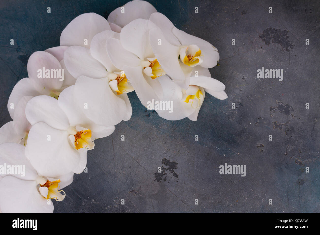 Fresh white orchids flowers on stone background Stock Photo - Alamy