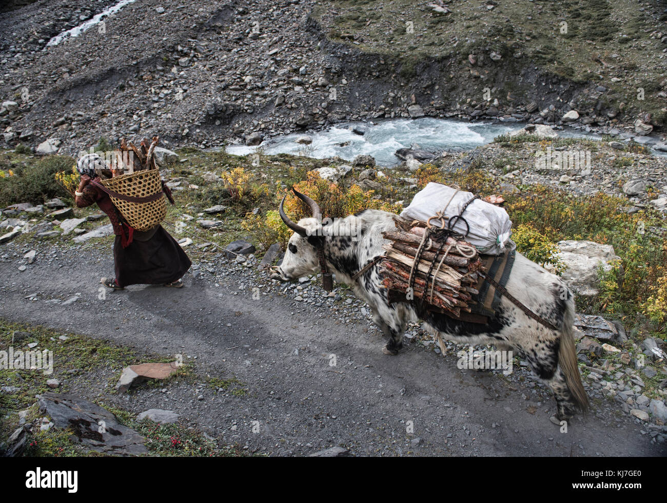 Tibetan woman and her yak carrying firewood, Tsum Valley, Nepal Stock ...