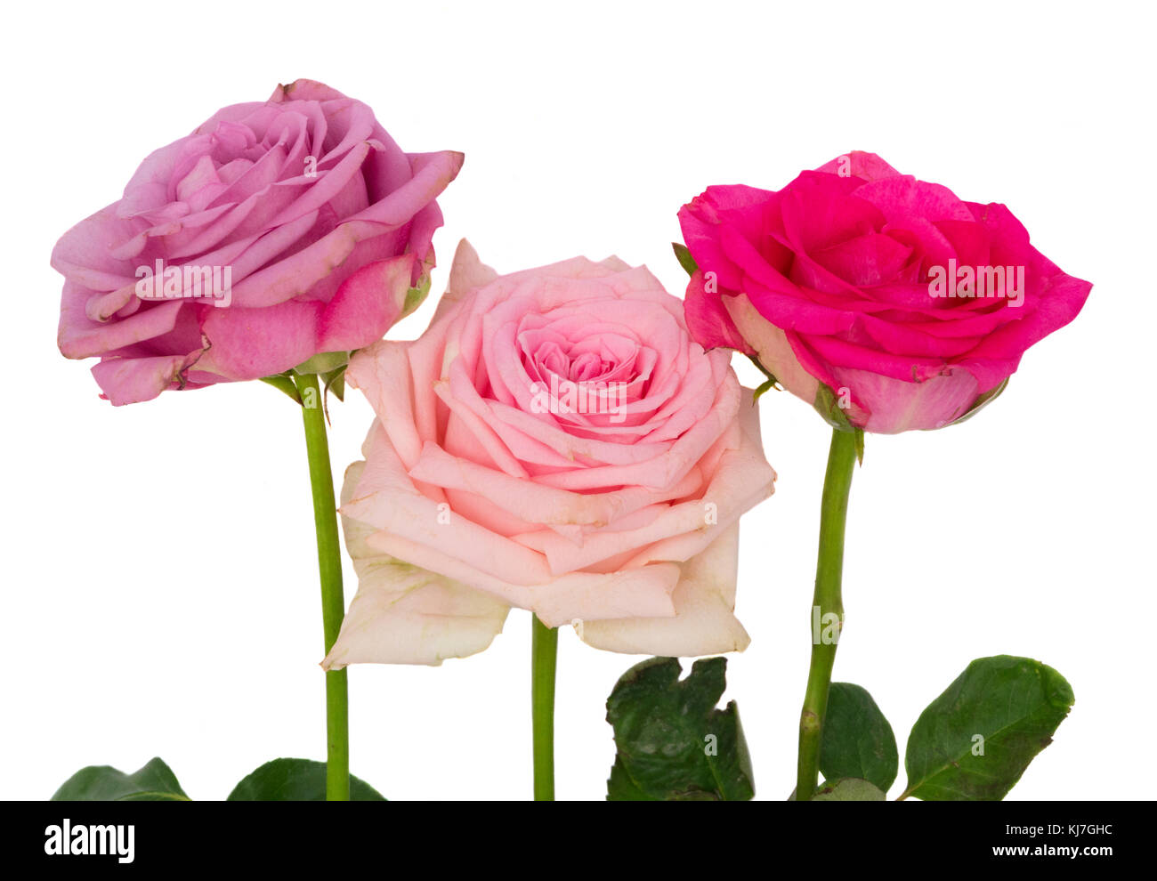 Mauve, pink and violet blooming fresh rose flowers isolated on white ...