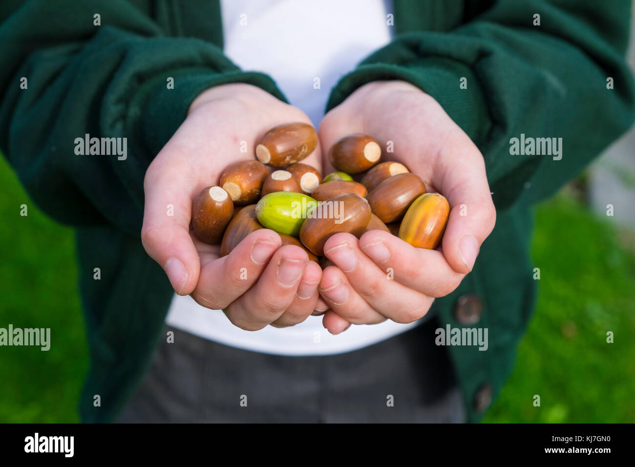 Child holding acorns hi-res stock photography and images - Alamy
