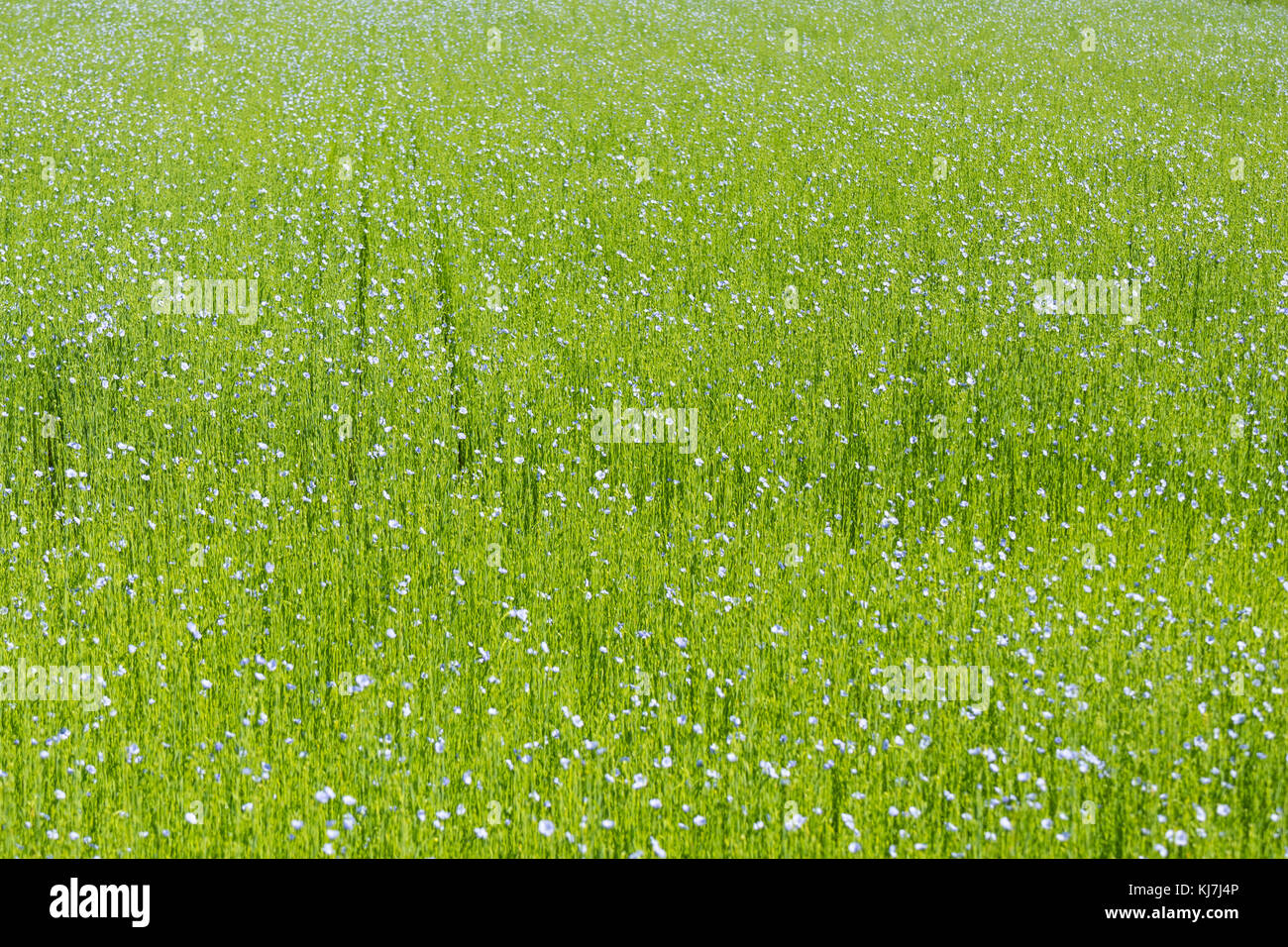 Large field of flax in bloom in spring Stock Photo - Alamy