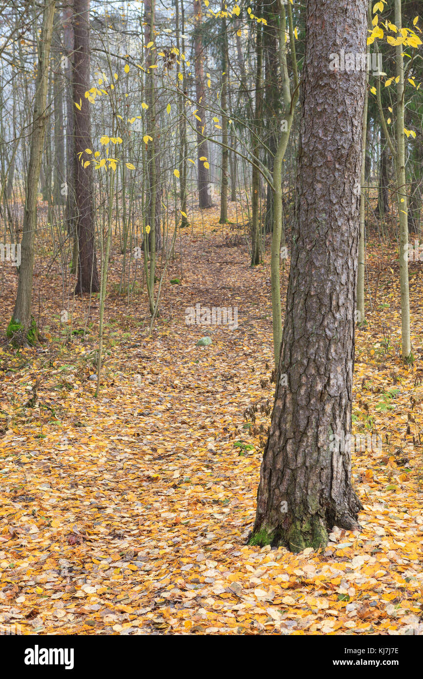 Autumn forest and path at foggy day Stock Photo - Alamy