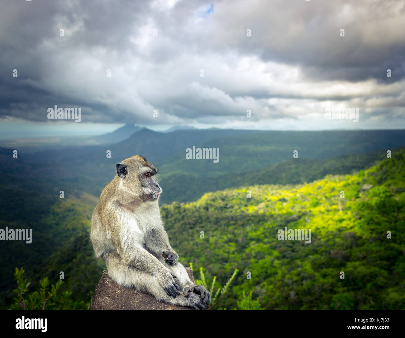 Monkey at the Gorges viewpoint. Black River Gorges national park ...