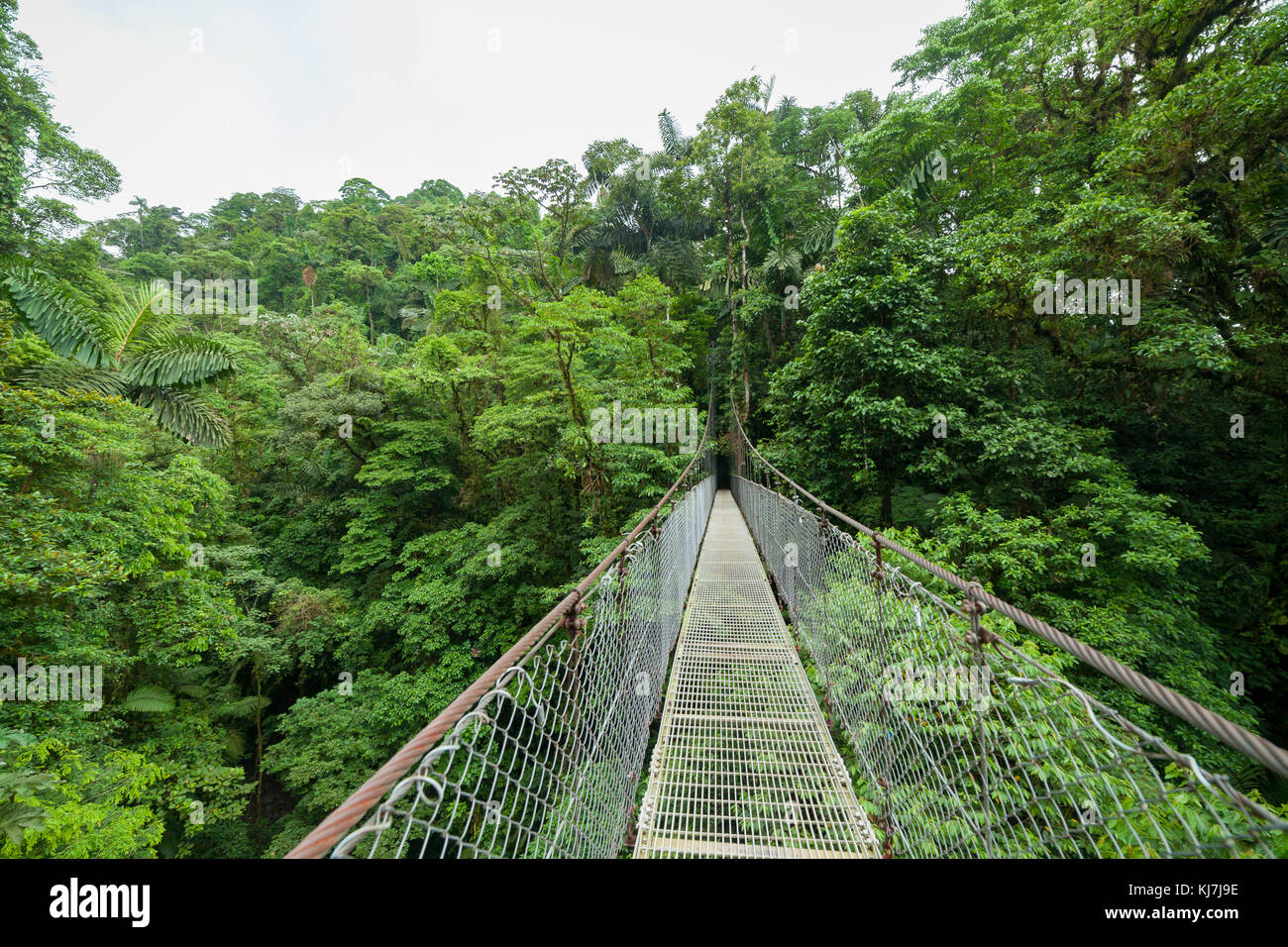 Suspension bridge in rainforest Stock Photo - Alamy