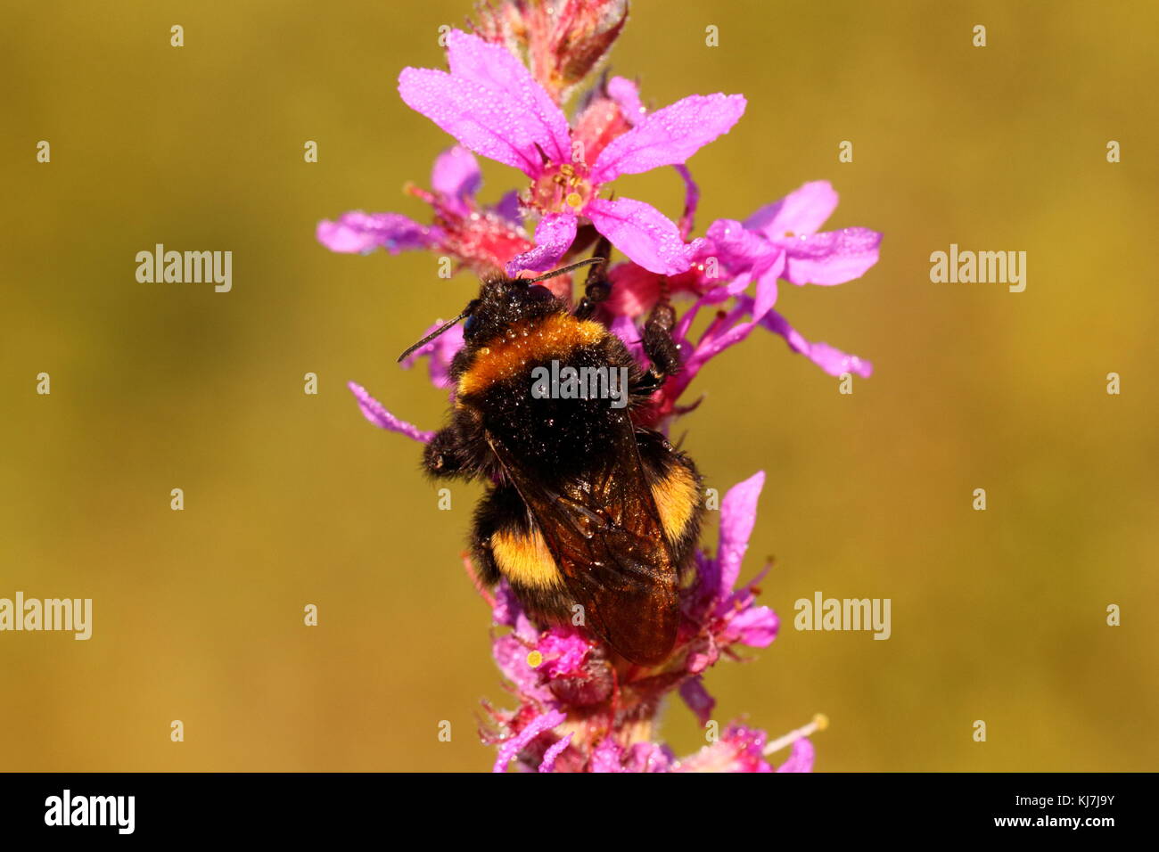 Terrestrial Bumblebee Queen resting on Purple-loosestrife Stock Photo ...