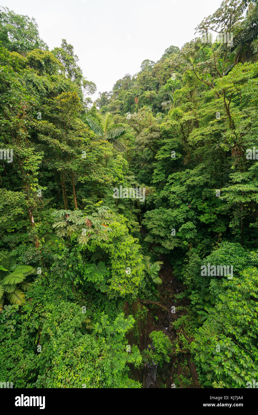 Biodiversity of costa rica hi-res stock photography and images - Alamy